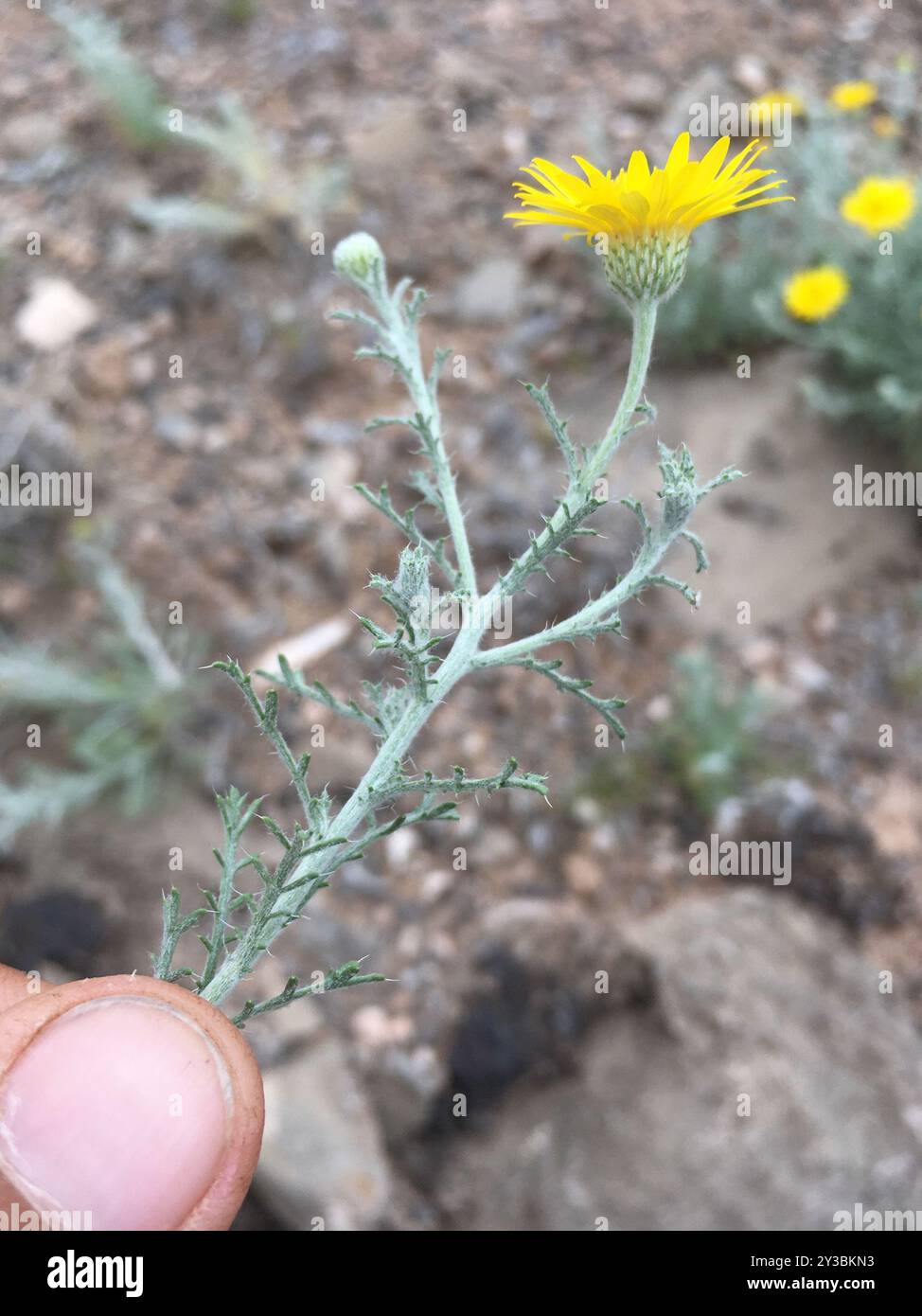 Spiny Goldenweed (Xanthisma spinulosum) Plantae Stock Photo - Alamy