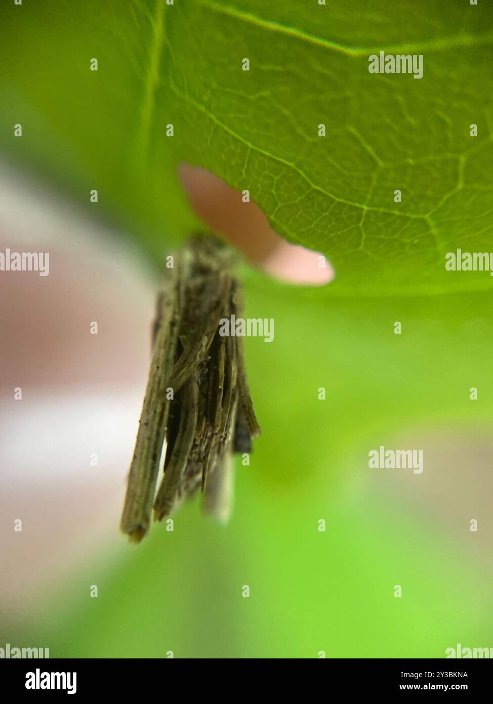 Common Bagworm Moth (Psyche casta) Insecta Stock Photo - Alamy