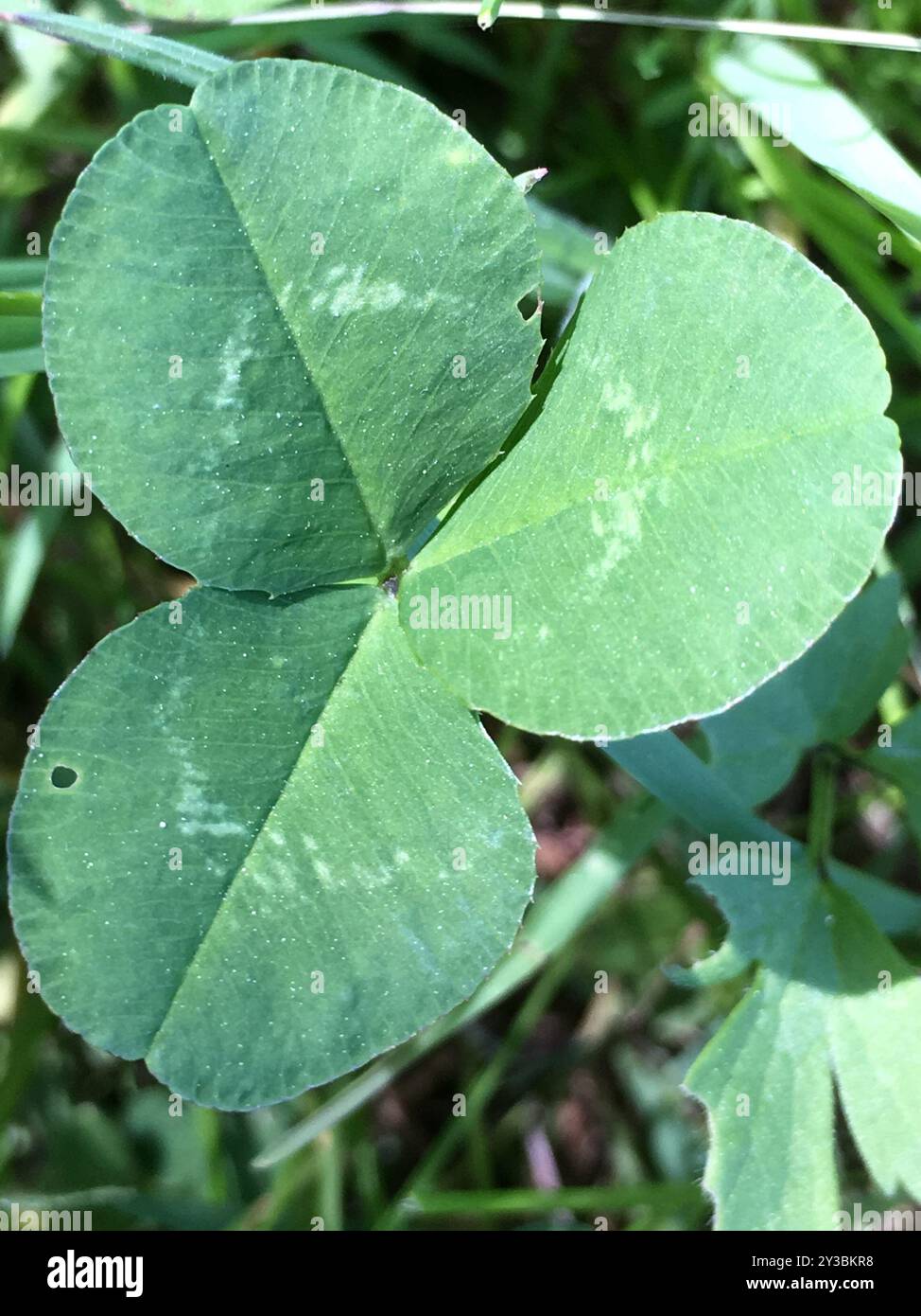 white clover (Trifolium repens) Plantae Stock Photo - Alamy