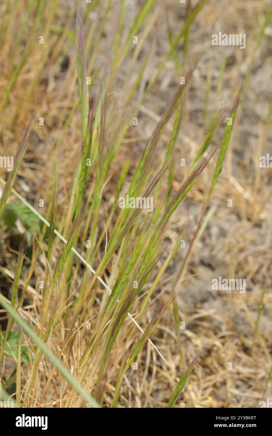 grasses (Poaceae) Plantae Stock Photo - Alamy