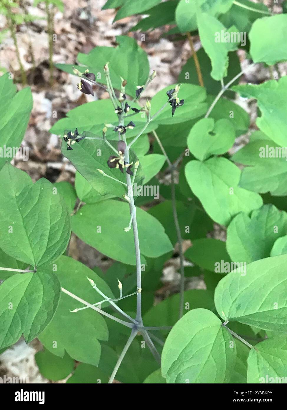early blue cohosh (Caulophyllum giganteum) Plantae Stock Photo - Alamy