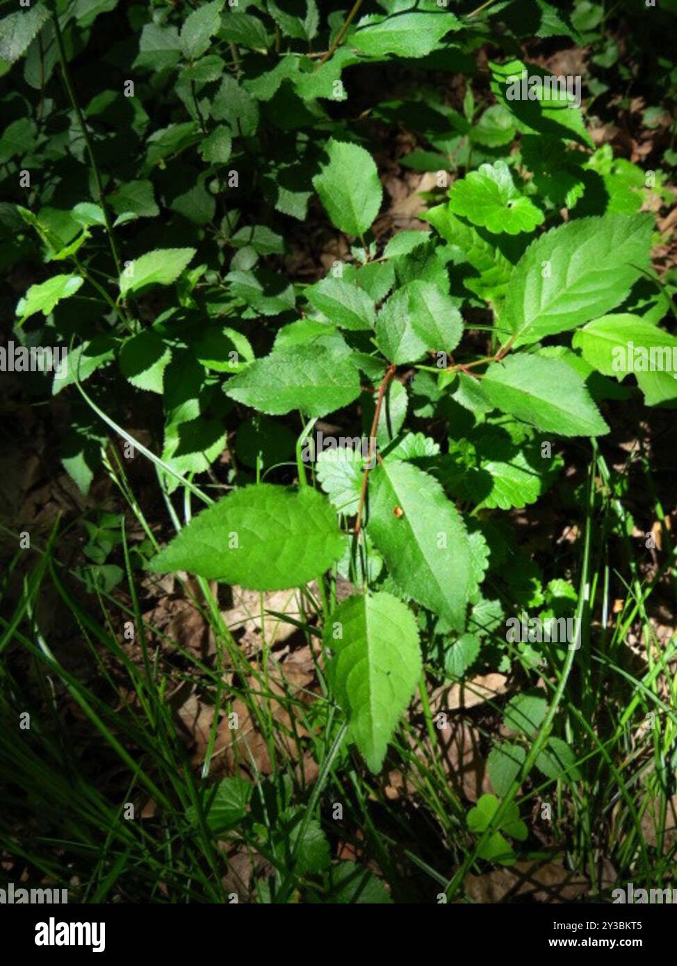 European Wild Apple (Malus sylvestris) Plantae Stock Photo - Alamy