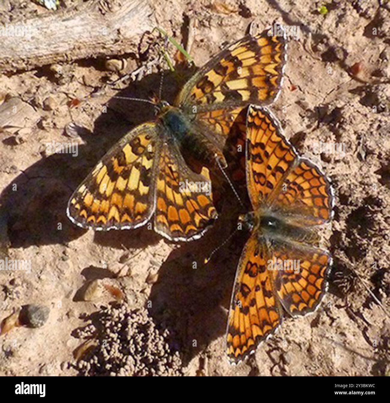 Knapweed Fritillary (Melitaea phoebe) Insecta Stock Photo - Alamy
