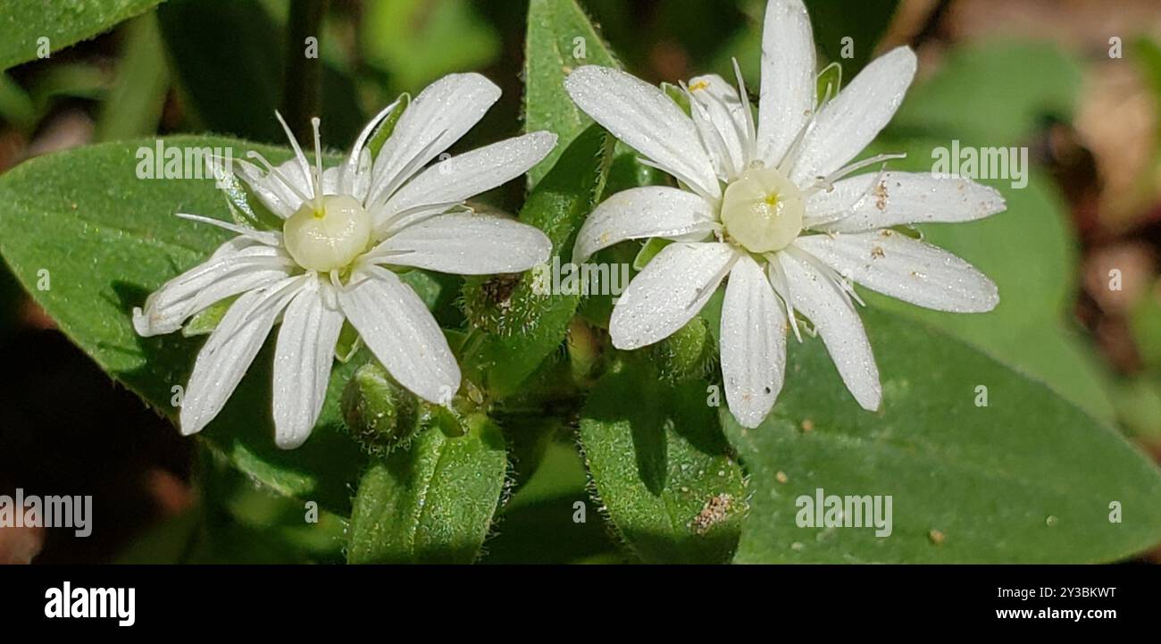 star chickweed (Stellaria pubera) Plantae Stock Photo - Alamy