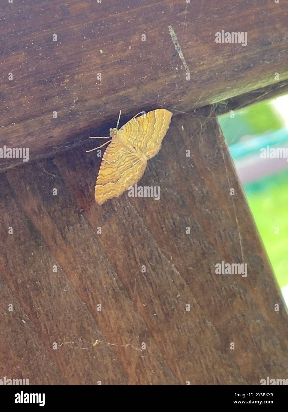 Yellow Shell Moth (Camptogramma bilineata) Insecta Stock Photo - Alamy