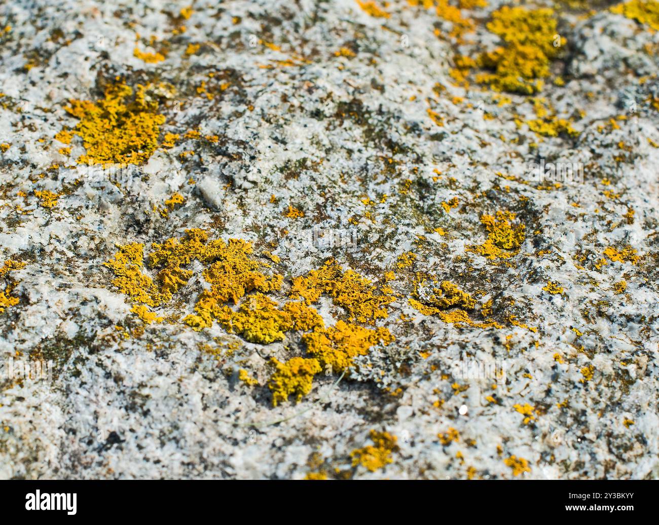 Yellow scale hi-res stock photography and images - Alamy