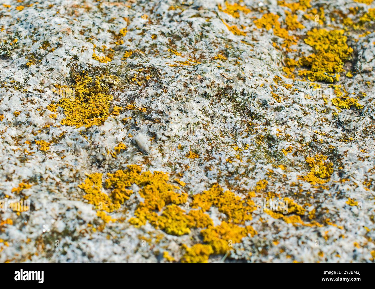 Yellow scale hi-res stock photography and images - Alamy