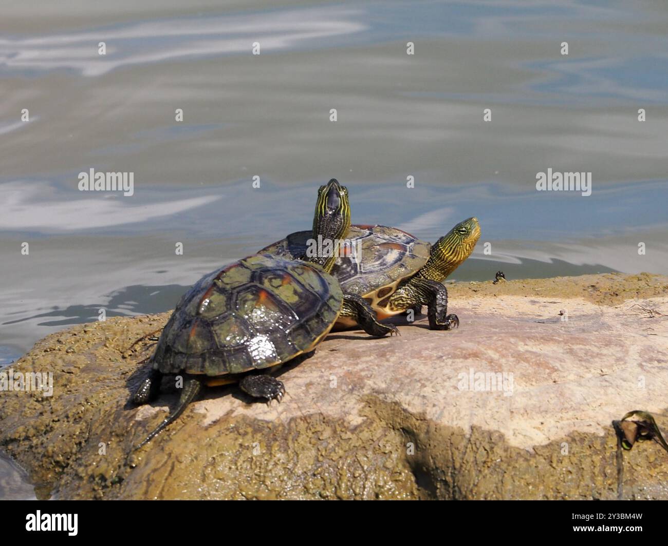 Common thread turtle (Mauremys sinensis) Reptilia Stock Photo - Alamy