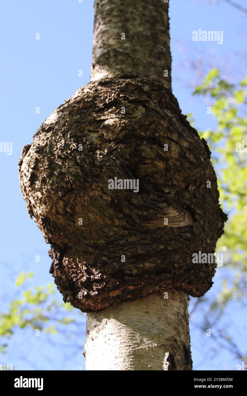 bacterial crown gall (Agrobacterium radiobacter Stock Photo - Alamy