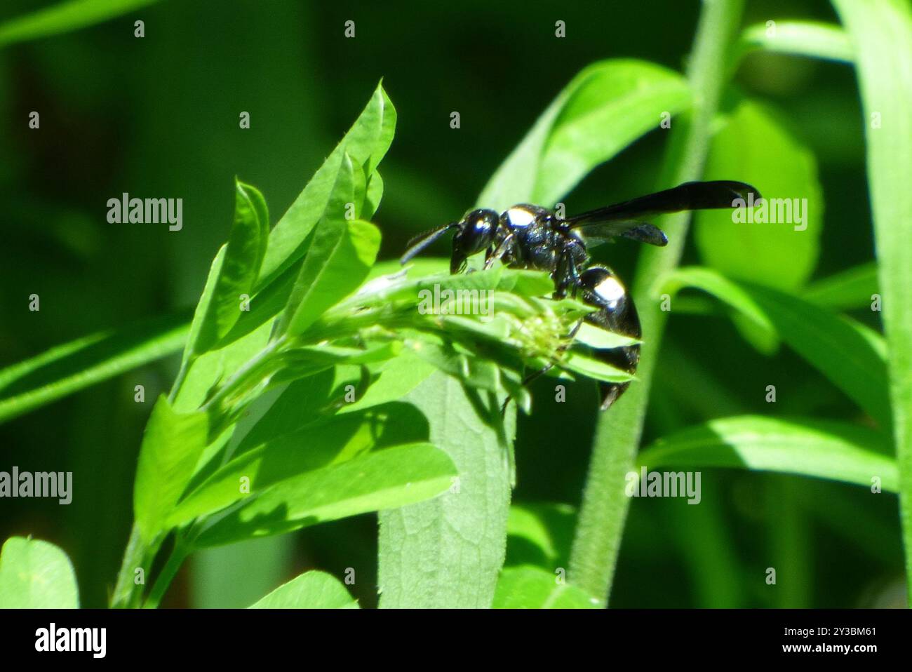 Four-toothed Mason Wasp (Monobia quadridens) Insecta Stock Photo - Alamy