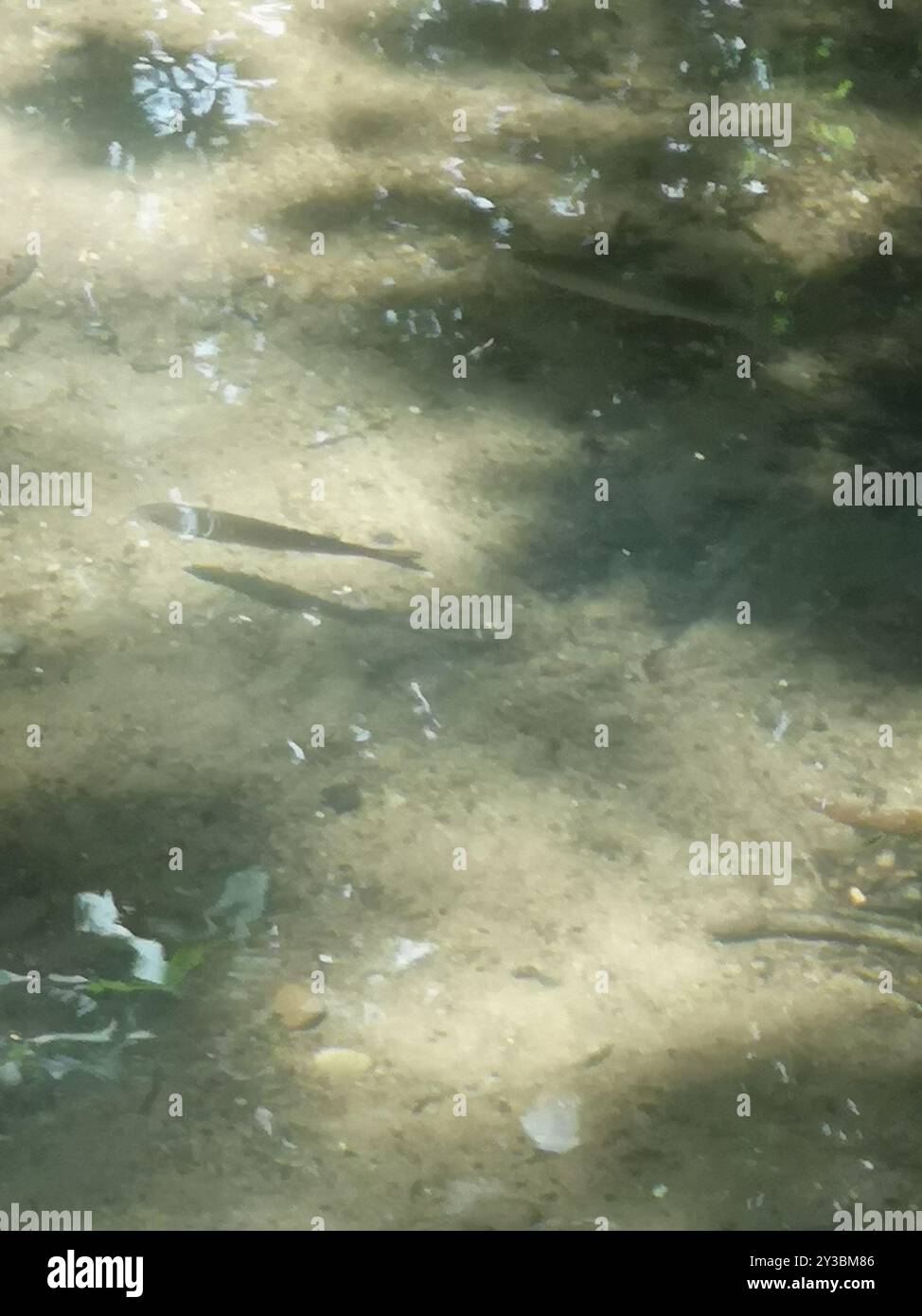 European chub (Squalius cephalus) Actinopterygii Stock Photo - Alamy