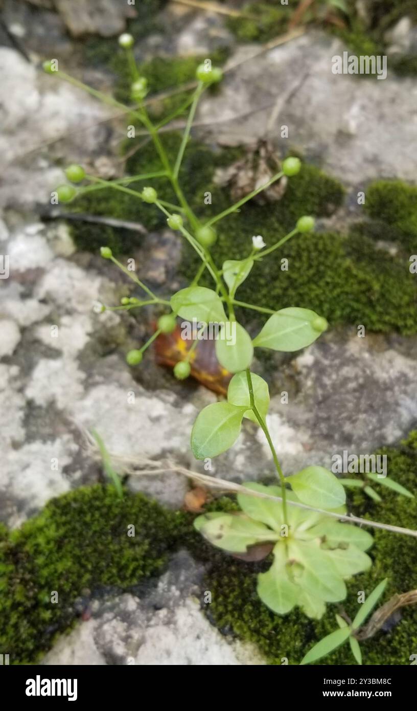seaside brookweed (Samolus parviflorus) Plantae Stock Photo - Alamy