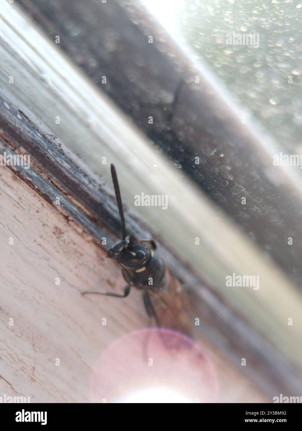 Five-spotted Club-horned Wasp (Sapyga quinquepunctata) Insecta Stock ...