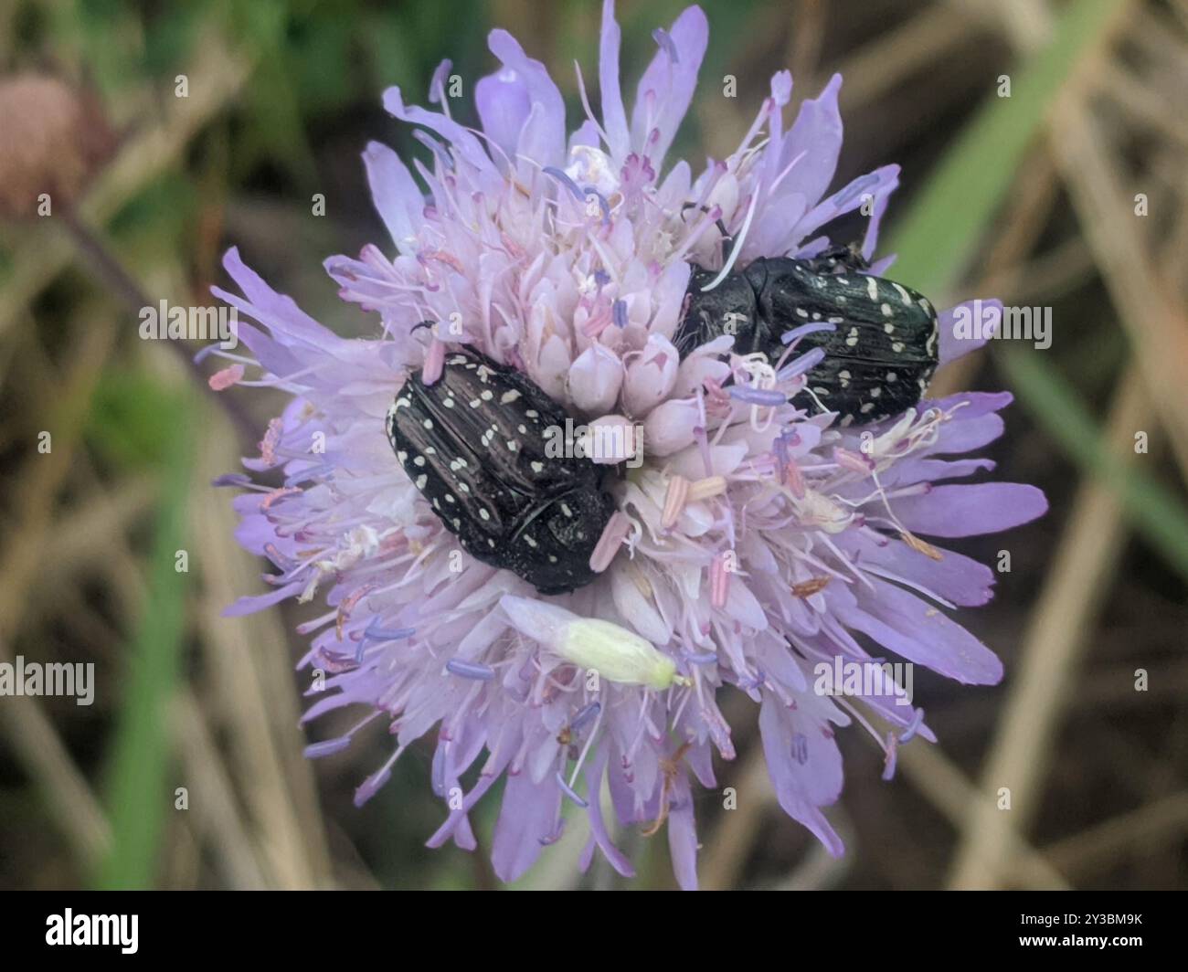 Mediterranean Spotted Chafer (Oxythyrea funesta) Insecta Stock Photo ...