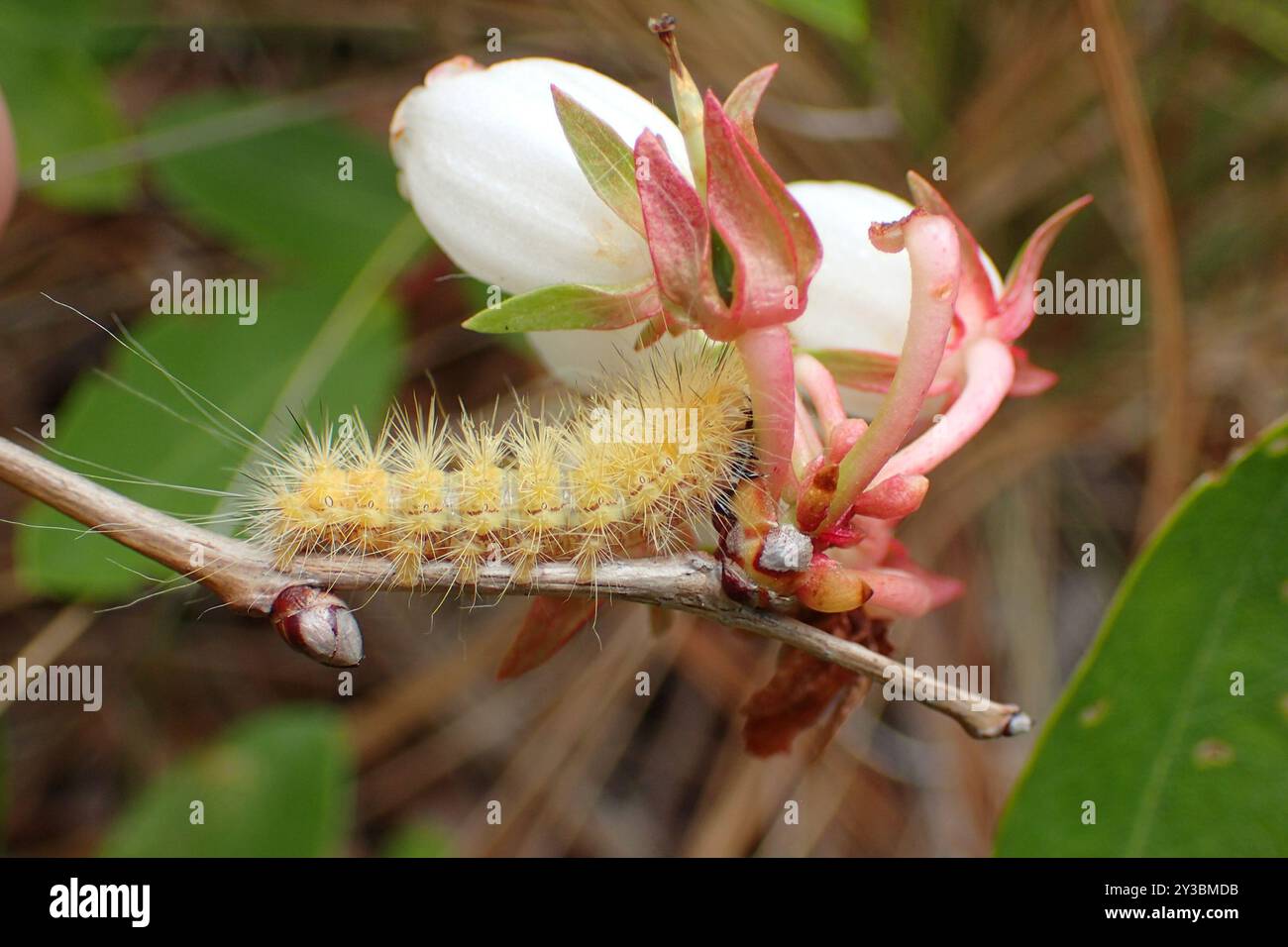 Underwing, Tiger, Tussock, and Allied Moths (Erebidae) Insecta Stock ...