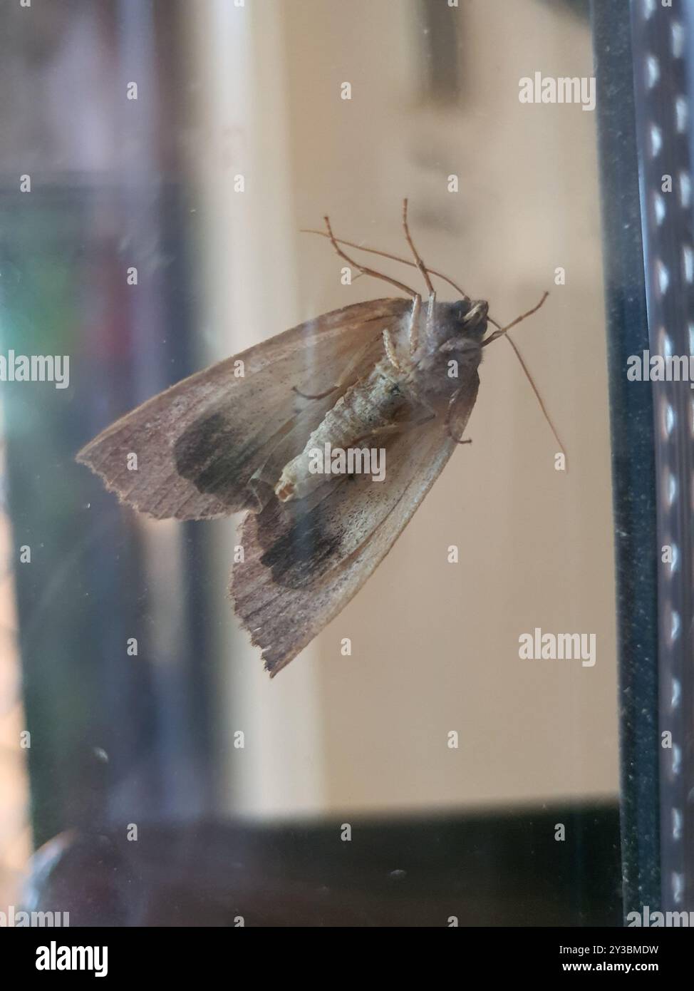 Chestnut-veined Crest-moth (Paralaea porphyrinaria) Insecta Stock Photo ...