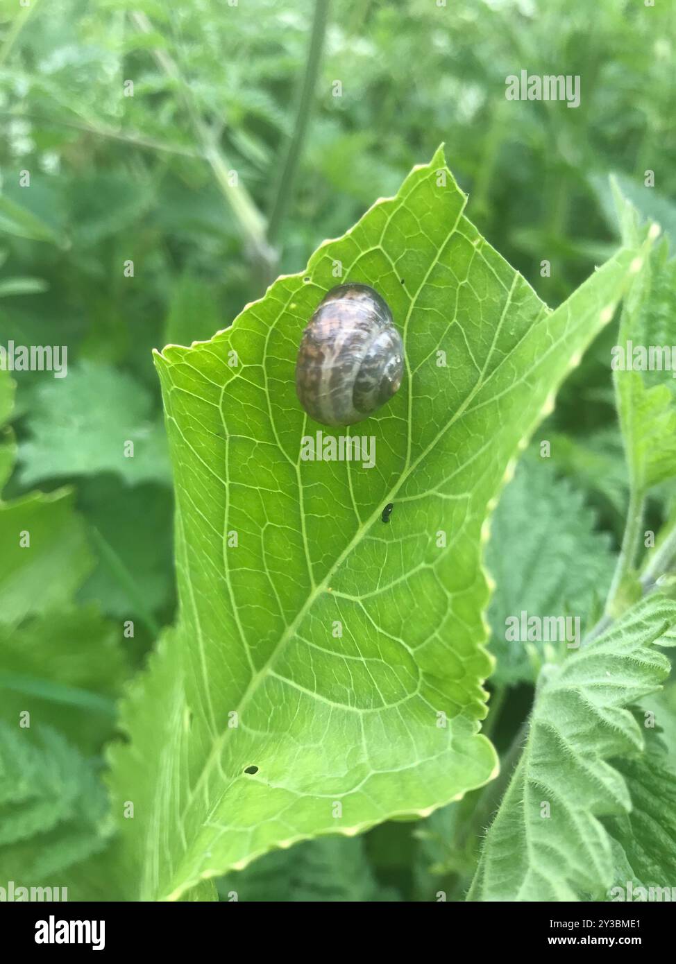 Common Land Snails and Slugs (Stylommatophora) Mollusca Stock Photo - Alamy