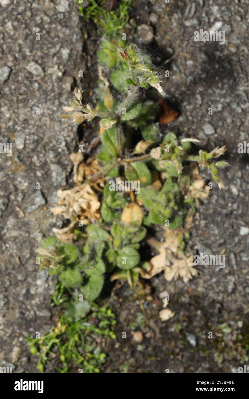Sticky mouse-ear chickweed (Cerastium glomeratum) Plantae Stock Photo ...
