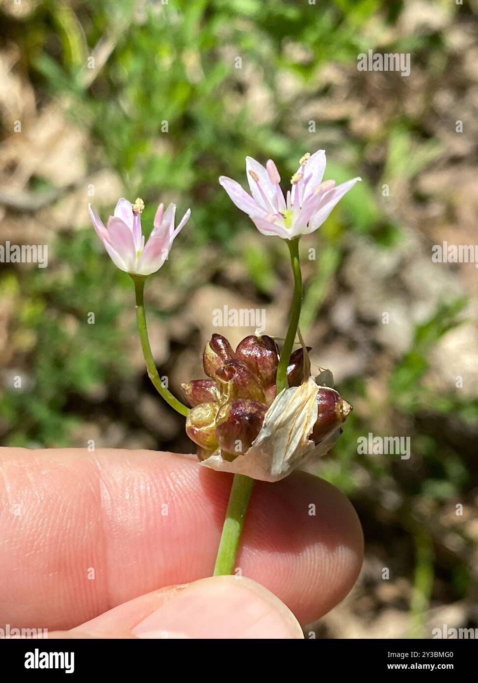 common Canadian meadow garlic (Allium canadense canadense) Plantae ...