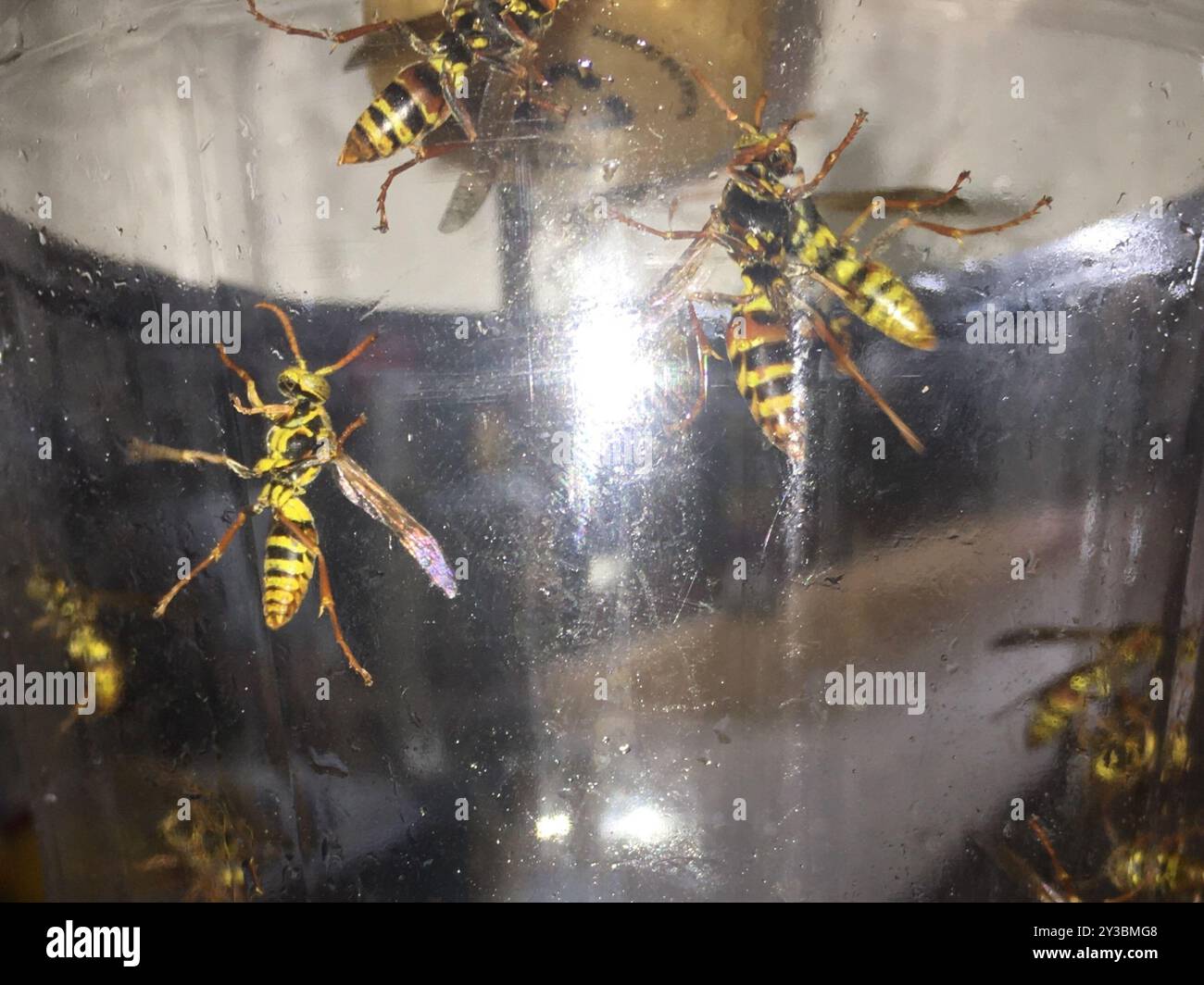 Australian Paper Wasp (Polistes humilis) Insecta Stock Photo - Alamy