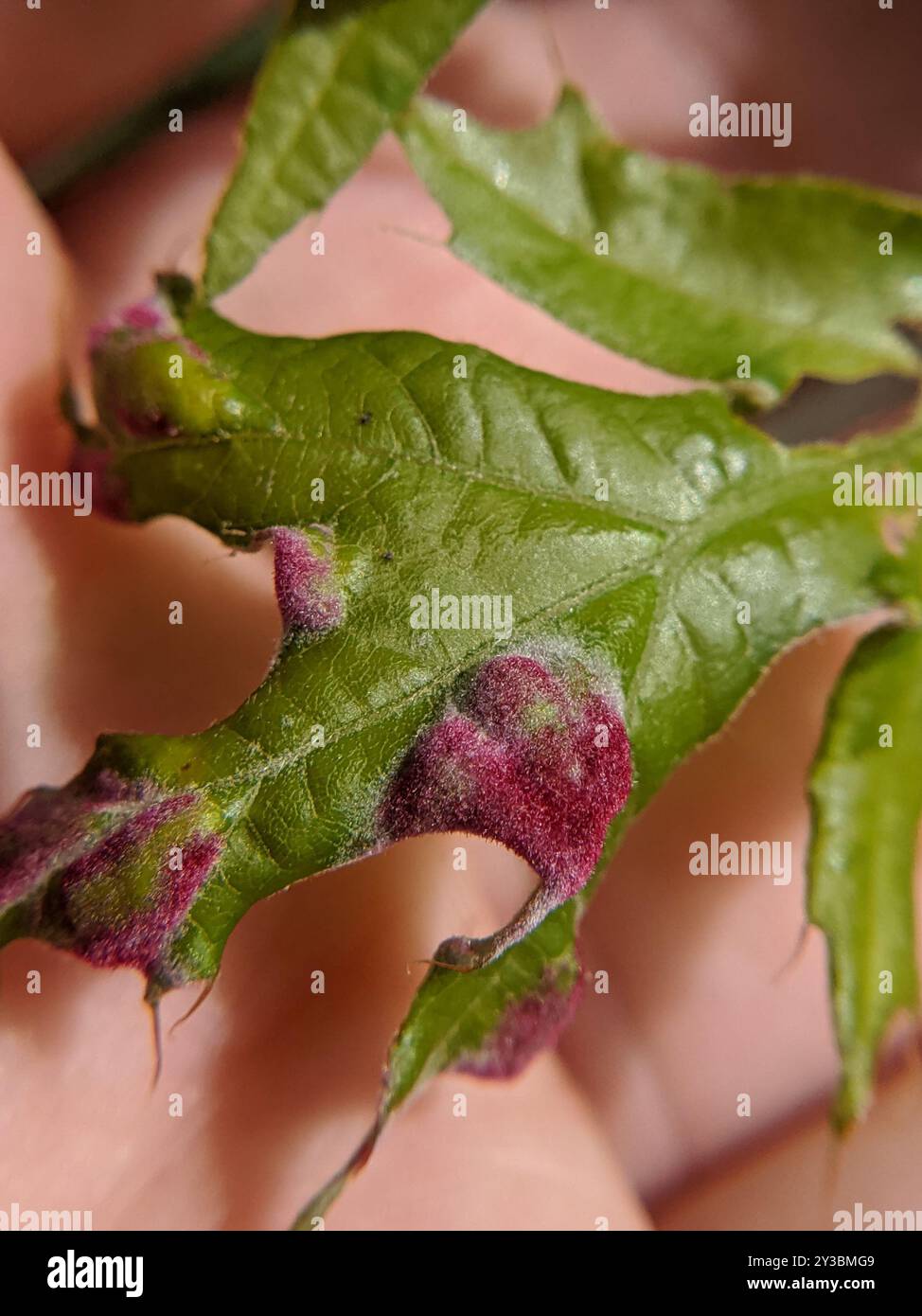 Trinema hi-res stock photography and images - Alamy