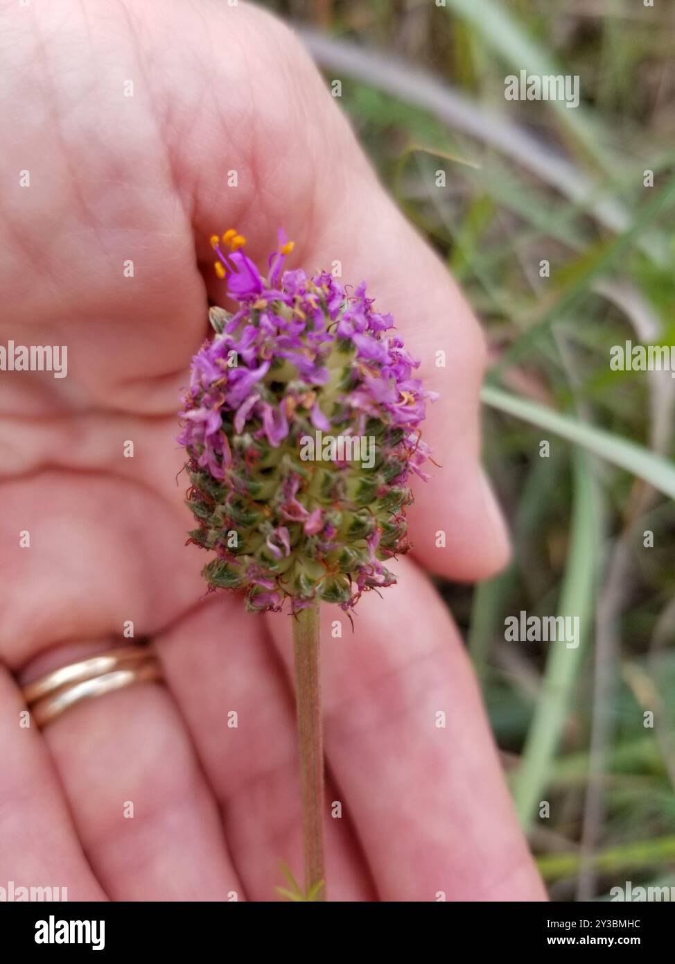 Compact Prairie Clover (Dalea compacta) Plantae Stock Photo - Alamy