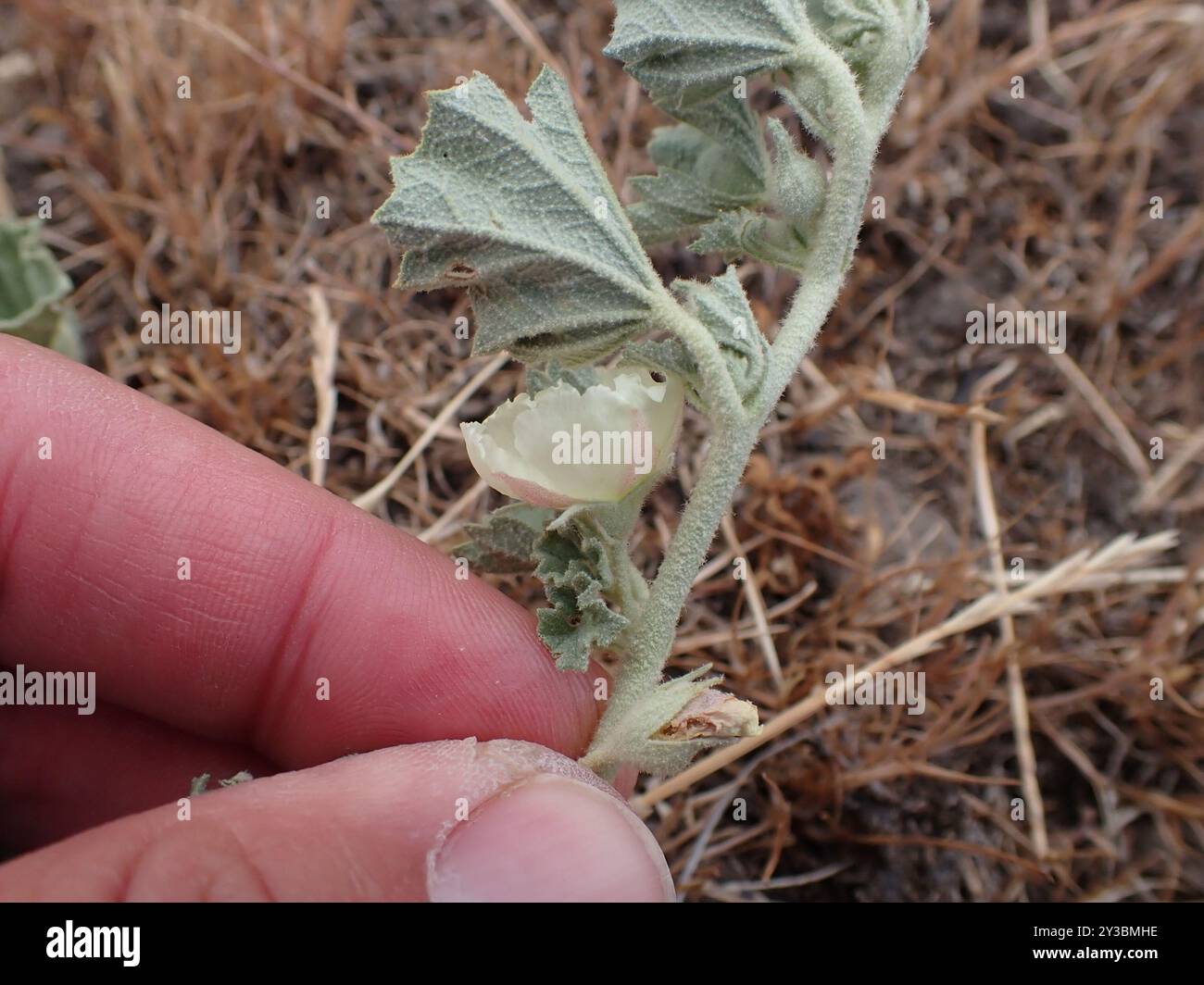 alkali mallow (Malvella leprosa) Plantae Stock Photo - Alamy