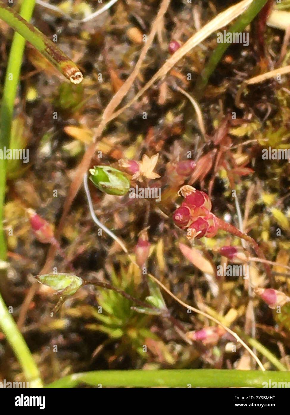 Toad rush (Juncus bufonius) Plantae Stock Photo - Alamy