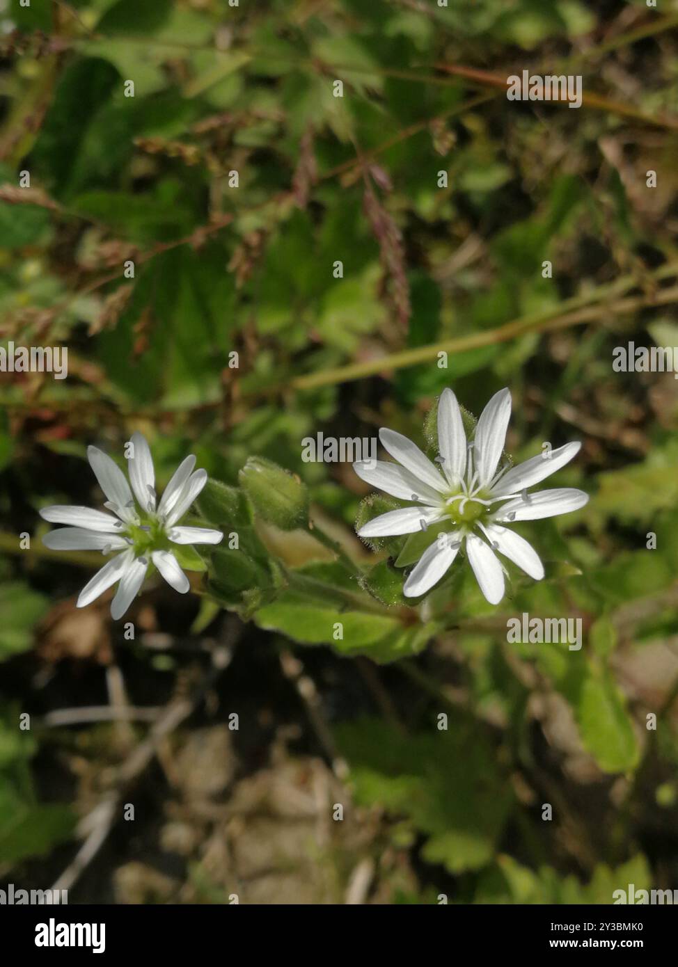 Water Chickweed (Stellaria aquatica) Plantae Stock Photo - Alamy