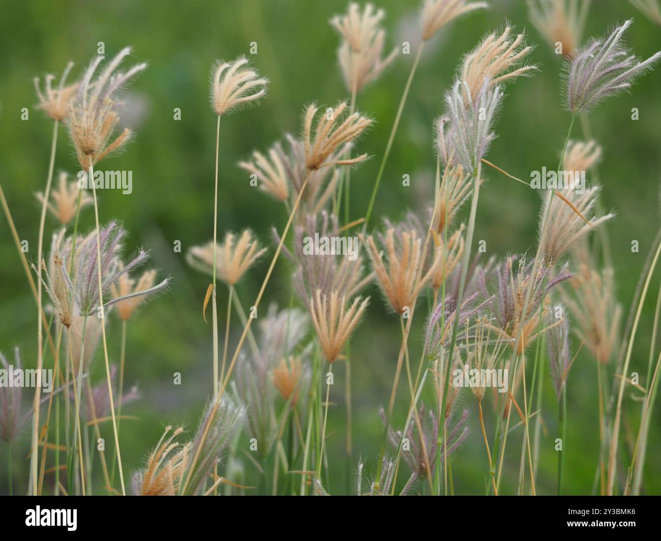 Finger Grass (Chloris barbata) Plantae Stock Photo - Alamy