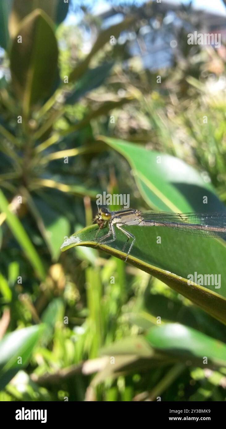Australian Bluetail (Ischnura heterosticta) Insecta Stock Photo - Alamy