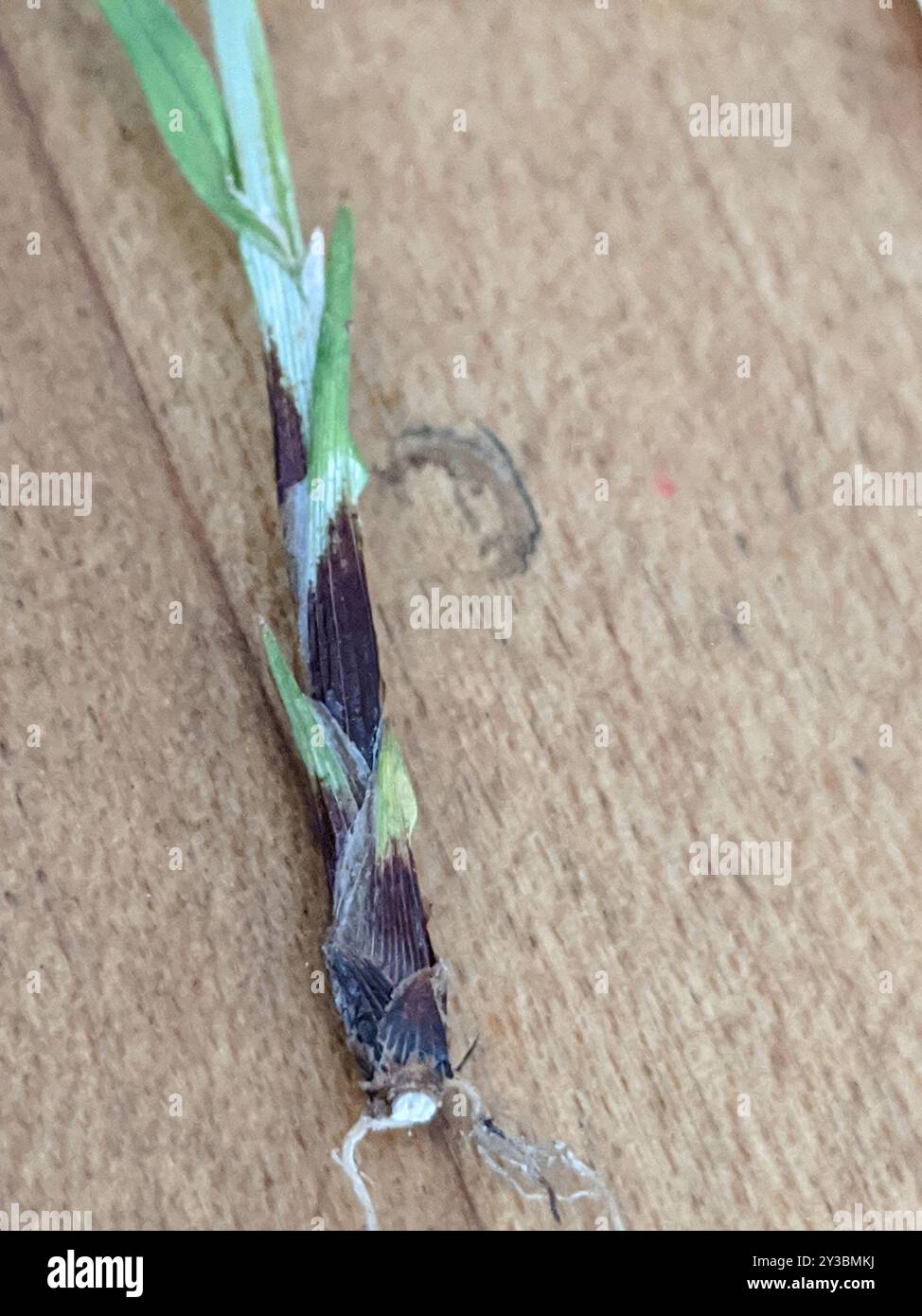 pretty sedge (Carex woodii) Plantae Stock Photo - Alamy