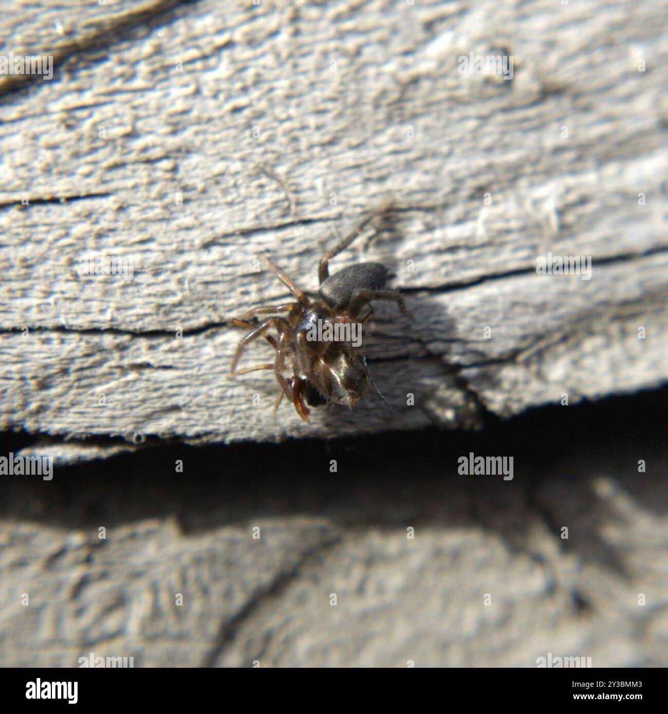 Eastern Parson Spider (Herpyllus ecclesiasticus) Arachnida Stock Photo ...