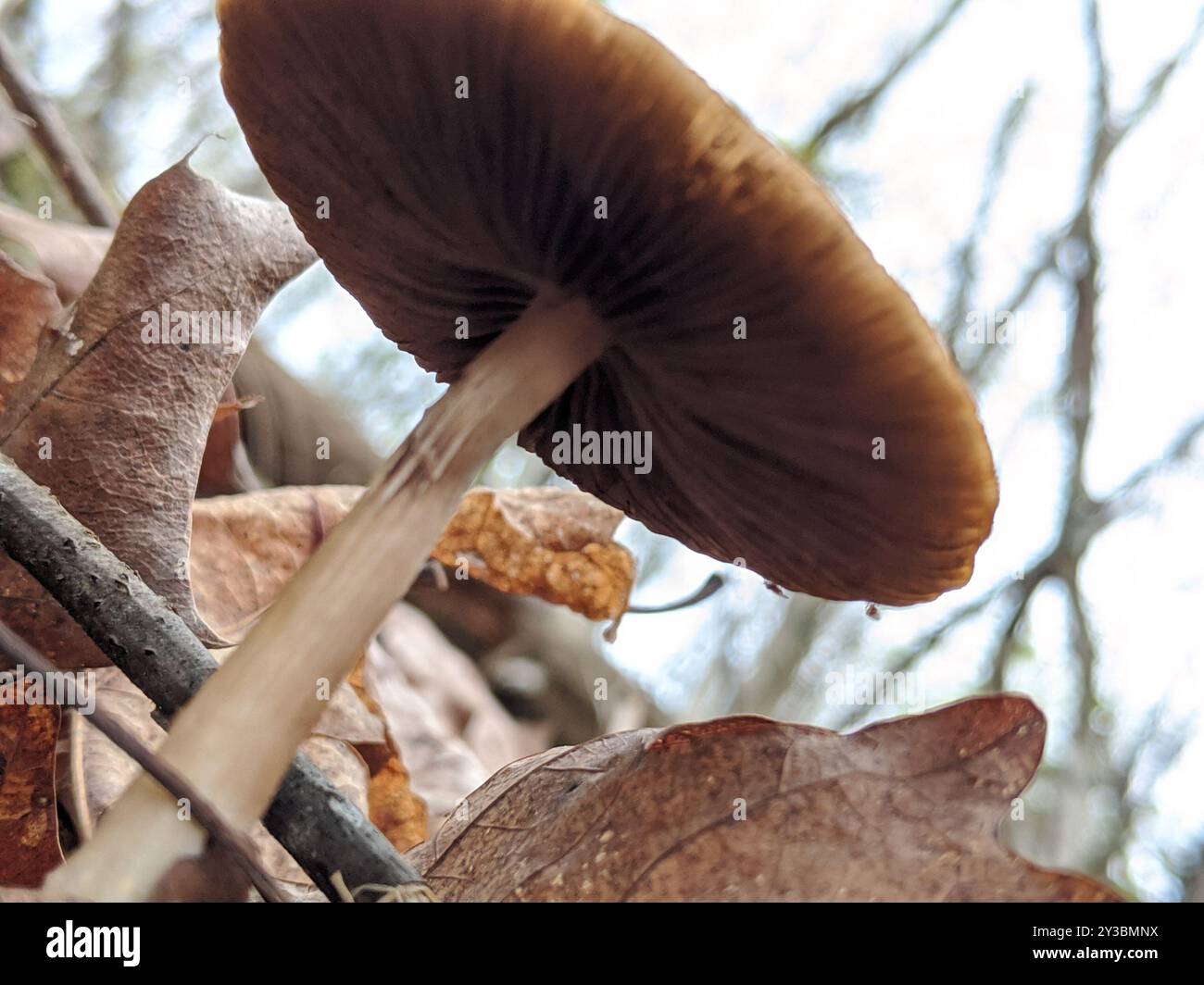 Mulch Fieldcap (Agrocybe putaminum) Fungi Stock Photo - Alamy