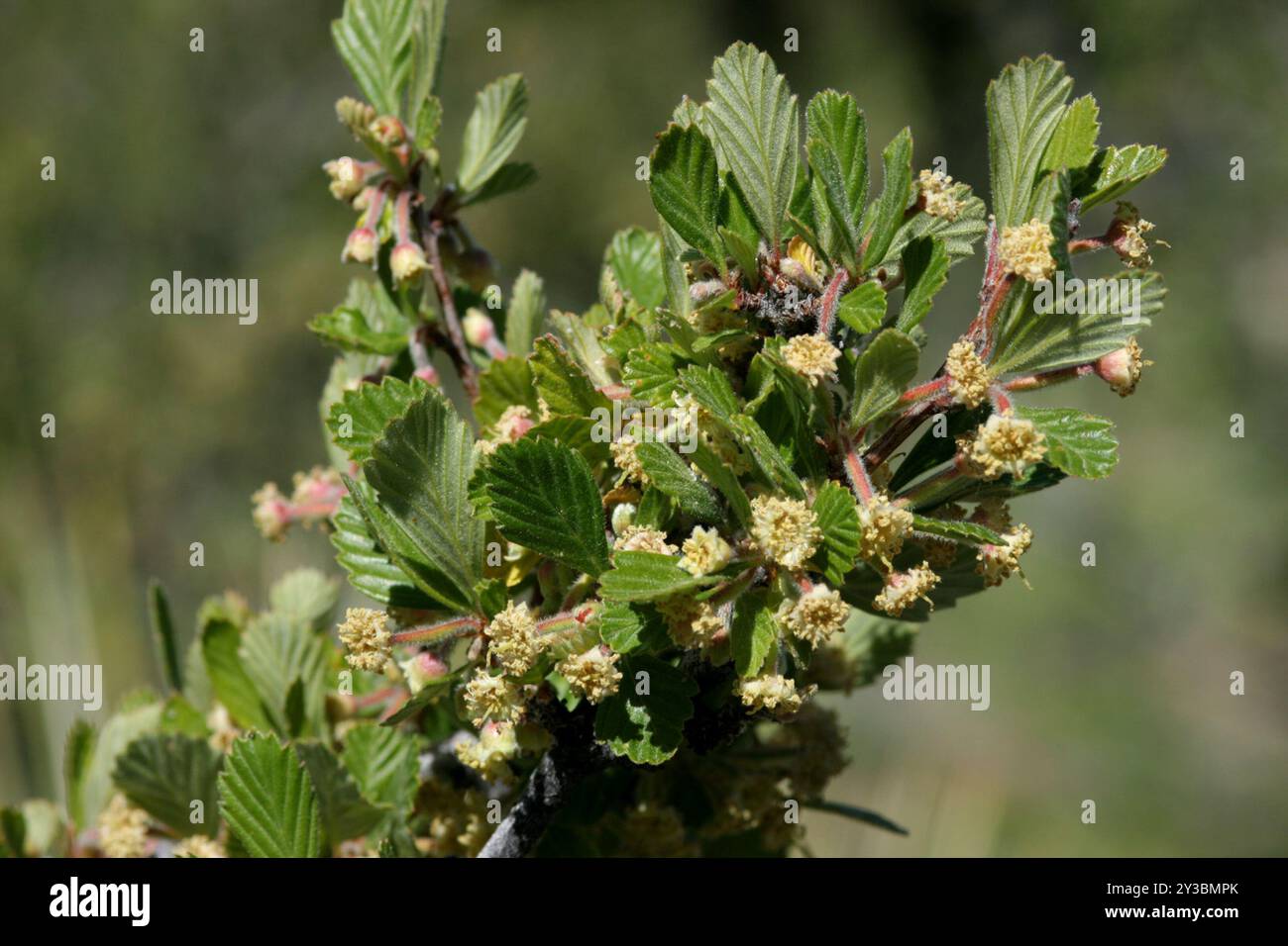 Alderleaf Mountain Mahogany (Cercocarpus montanus) Plantae Stock Photo ...