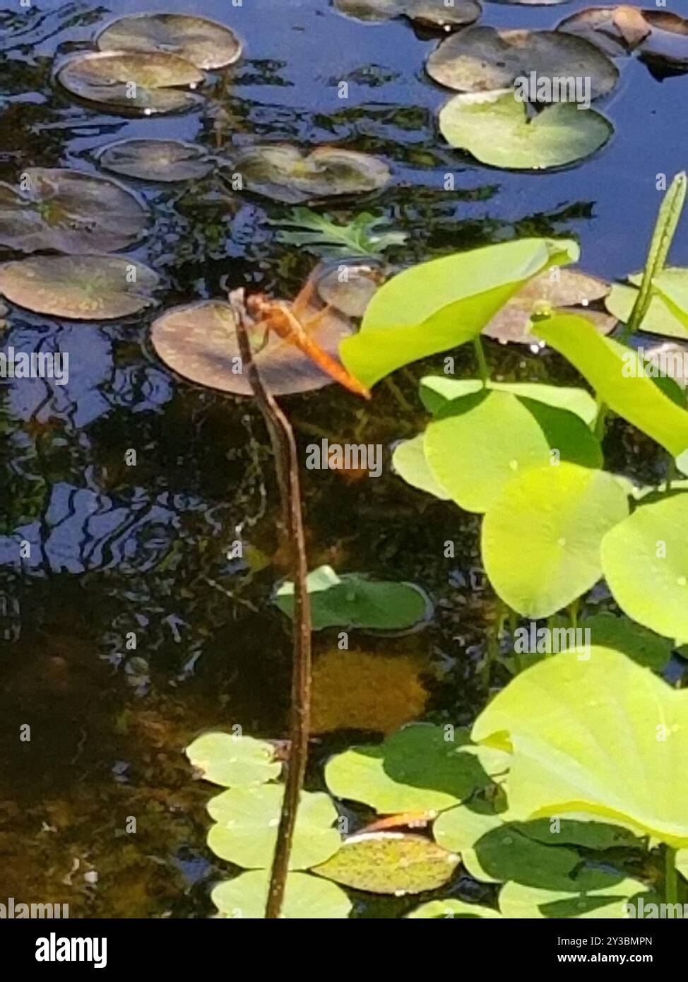Neon Skimmer (Libellula croceipennis) Insecta Stock Photo - Alamy