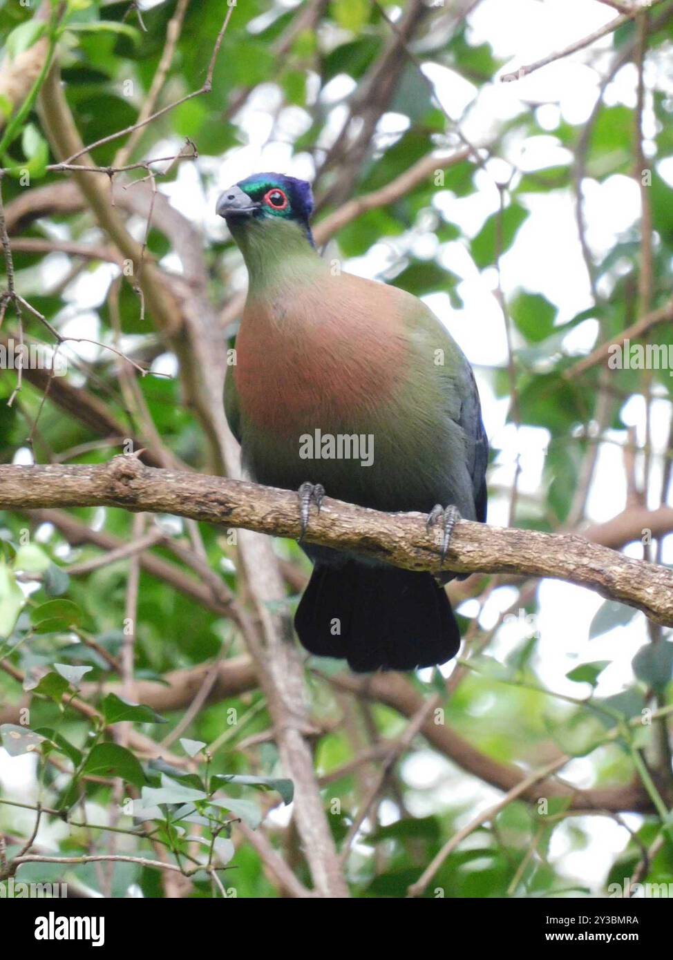 Southern Purple-crested Turaco (Gallirex porphyreolophus ...