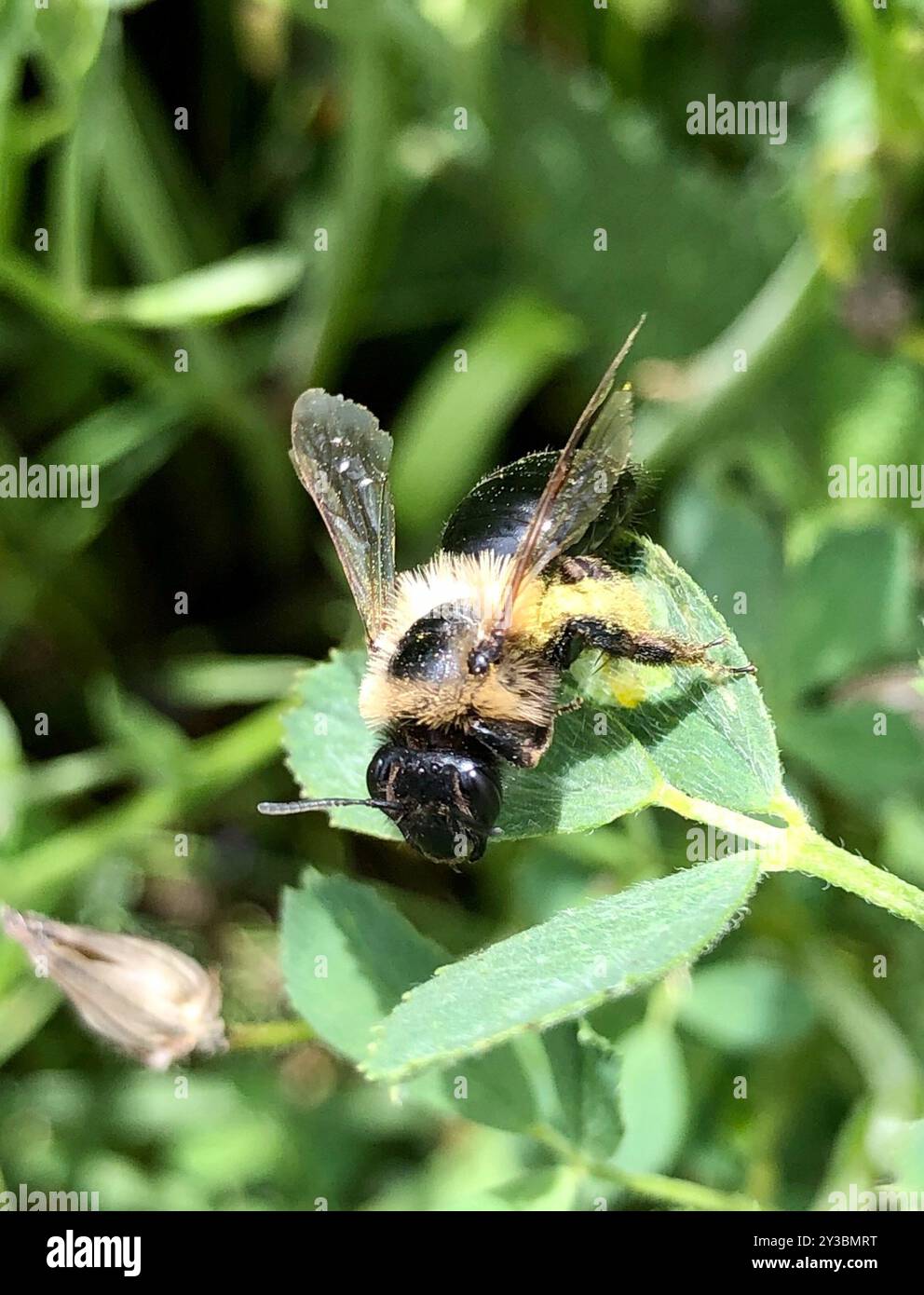 Mining Bees (Andrena) Insecta Stock Photo - Alamy