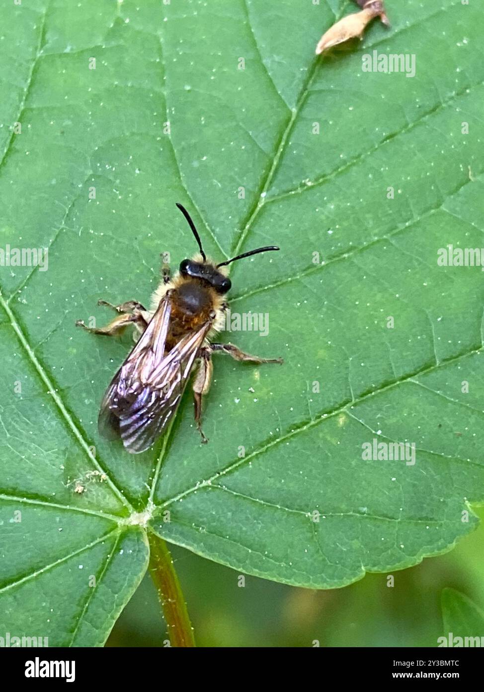 Mining Bees (Andrena) Insecta Stock Photo - Alamy