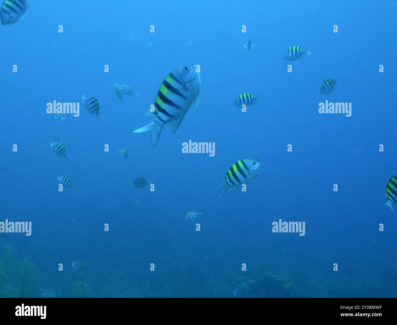 Atlantic Sergeant Major (Abudefduf saxatilis) Actinopterygii Stock ...