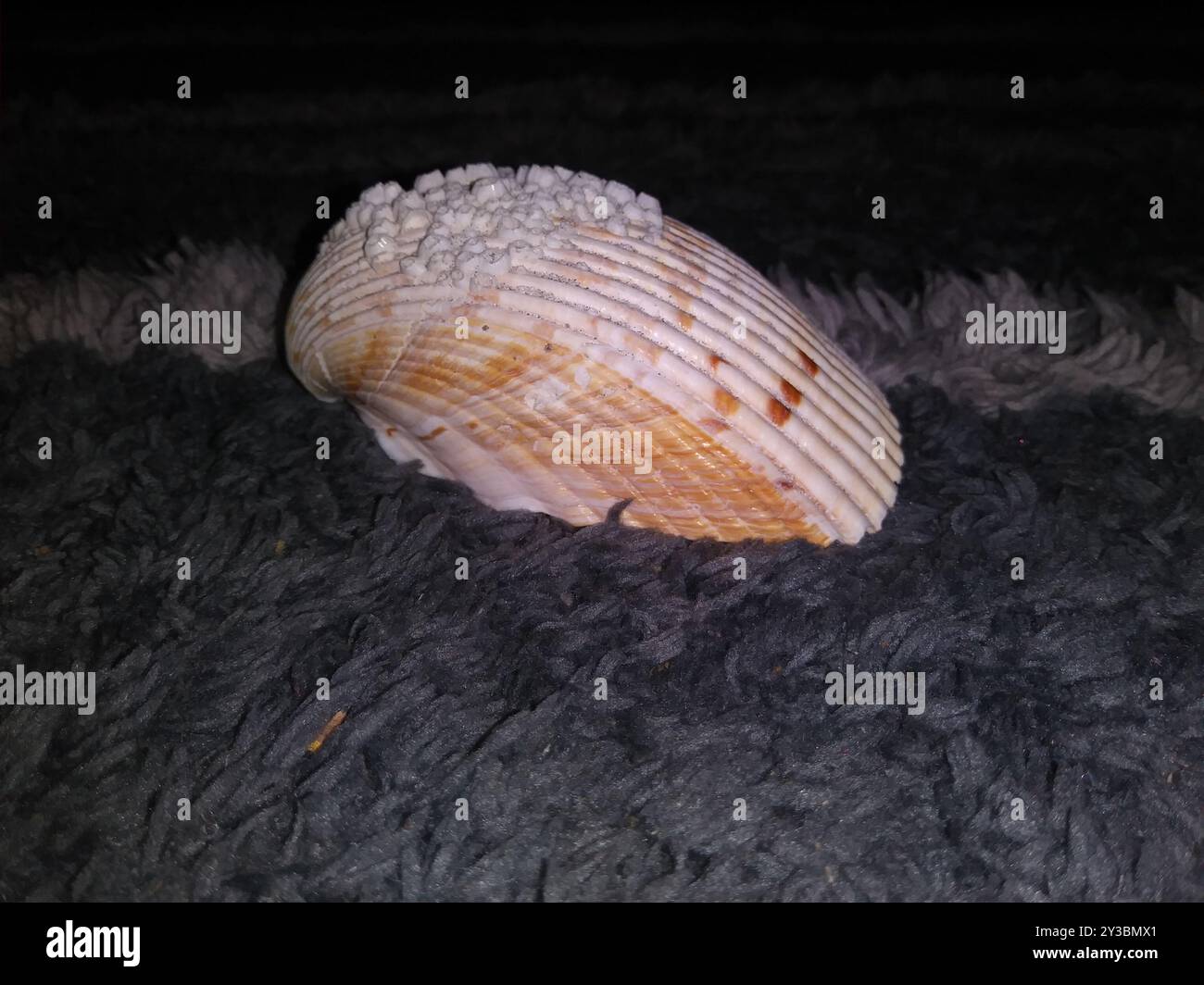 Giant Atlantic Cockle (Dinocardium robustum) Mollusca Stock Photo - Alamy