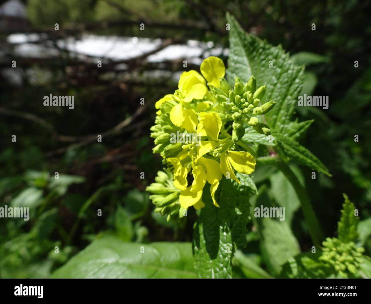charlock (Mutarda arvensis) Plantae Stock Photo - Alamy