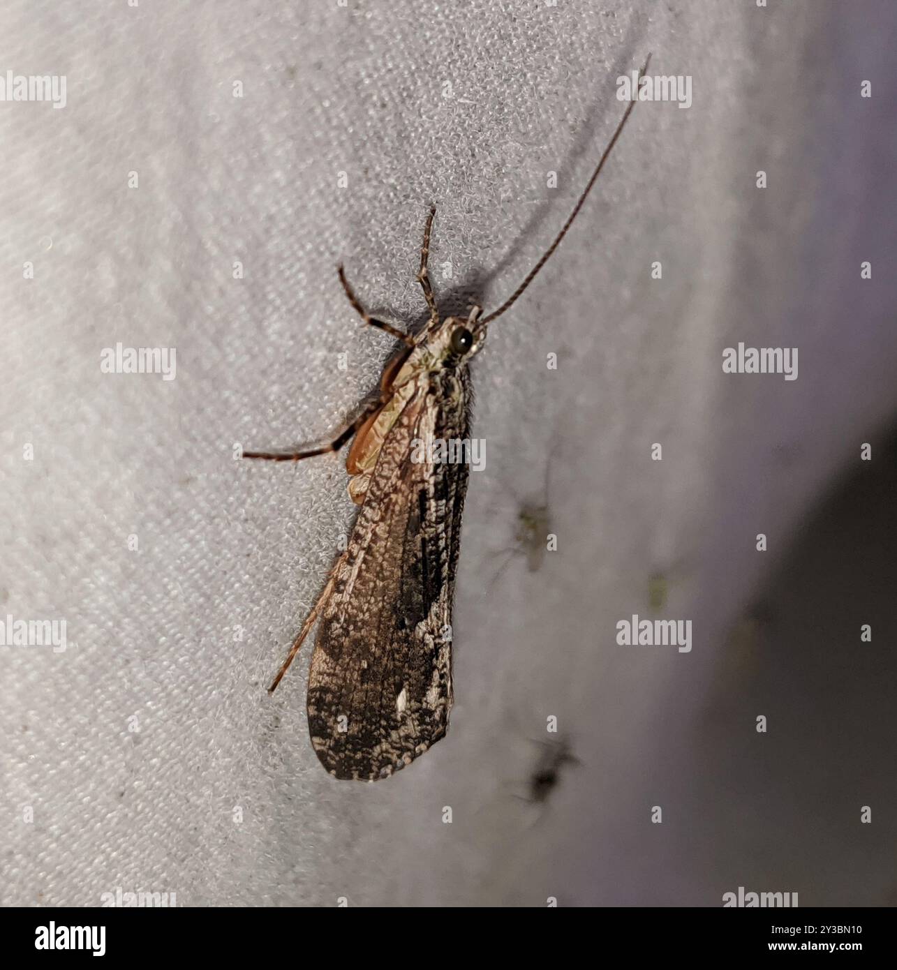 Giant Casemaker Caddisflies (Phryganeidae) Insecta Stock Photo - Alamy