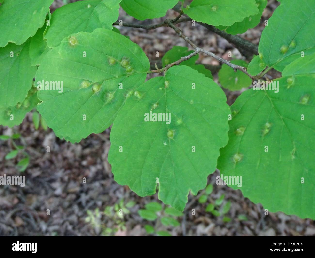 Witch-hazel Cone Gall Aphid (Hormaphis hamamelidis) Insecta Stock Photo ...