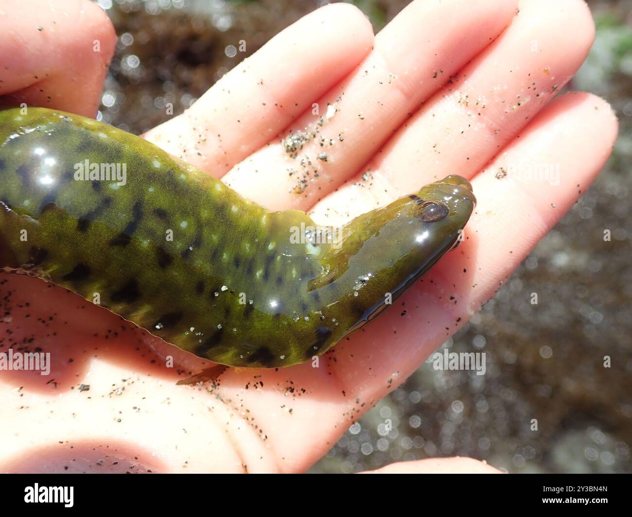 Penpoint Gunnel (Apodichthys flavidus) Actinopterygii Stock Photo - Alamy