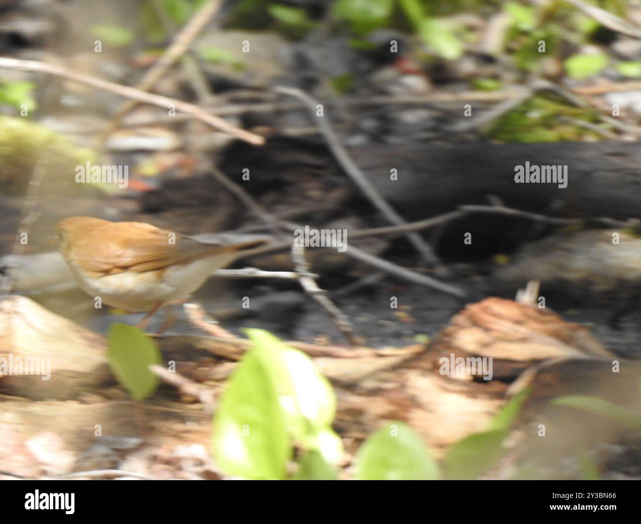 Veery (Catharus fuscescens) Aves Stock Photo - Alamy