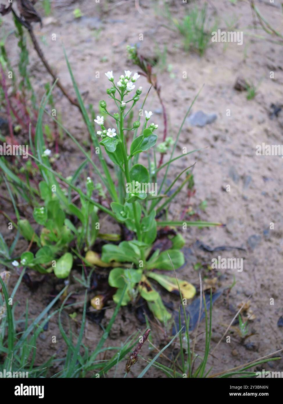 Thin Leaf Brookweed (Samolus valerandi) Plantae Stock Photo - Alamy