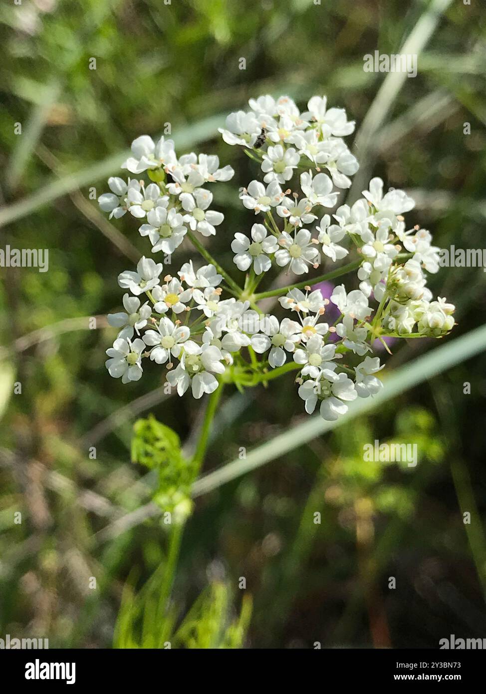 prairie bishop (Bifora americana) Plantae Stock Photo - Alamy