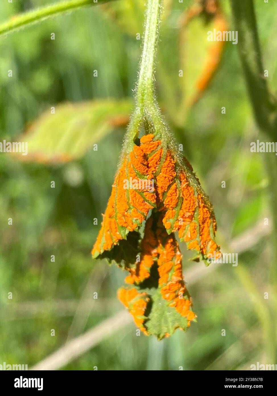 blackberry orange rust (Gymnoconia peckiana) Fungi Stock Photo - Alamy