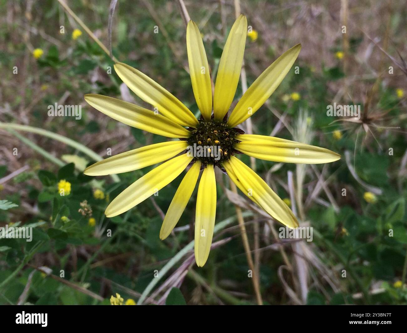 Capeweed (Arctotheca calendula) Plantae Stock Photo - Alamy